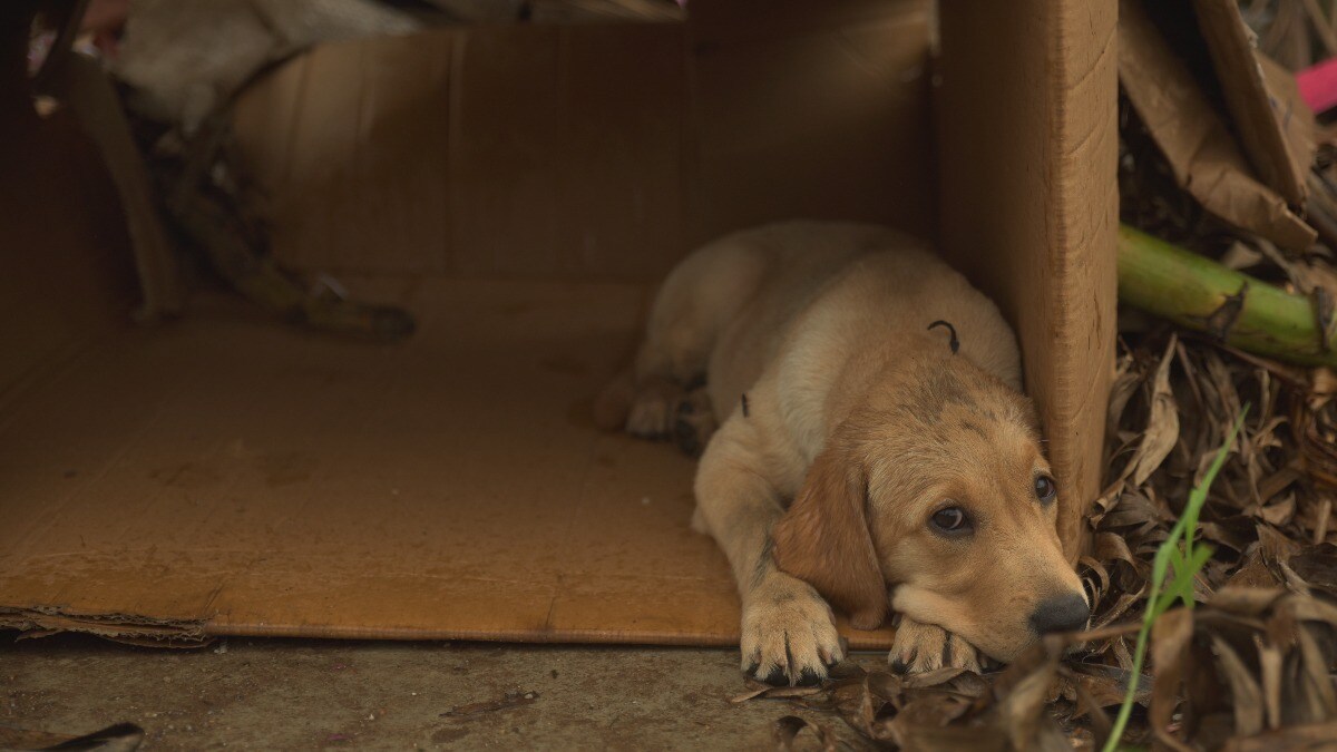 777 Charlie movie review: Rakshit Shetty’s film for pet lovers is all ...
