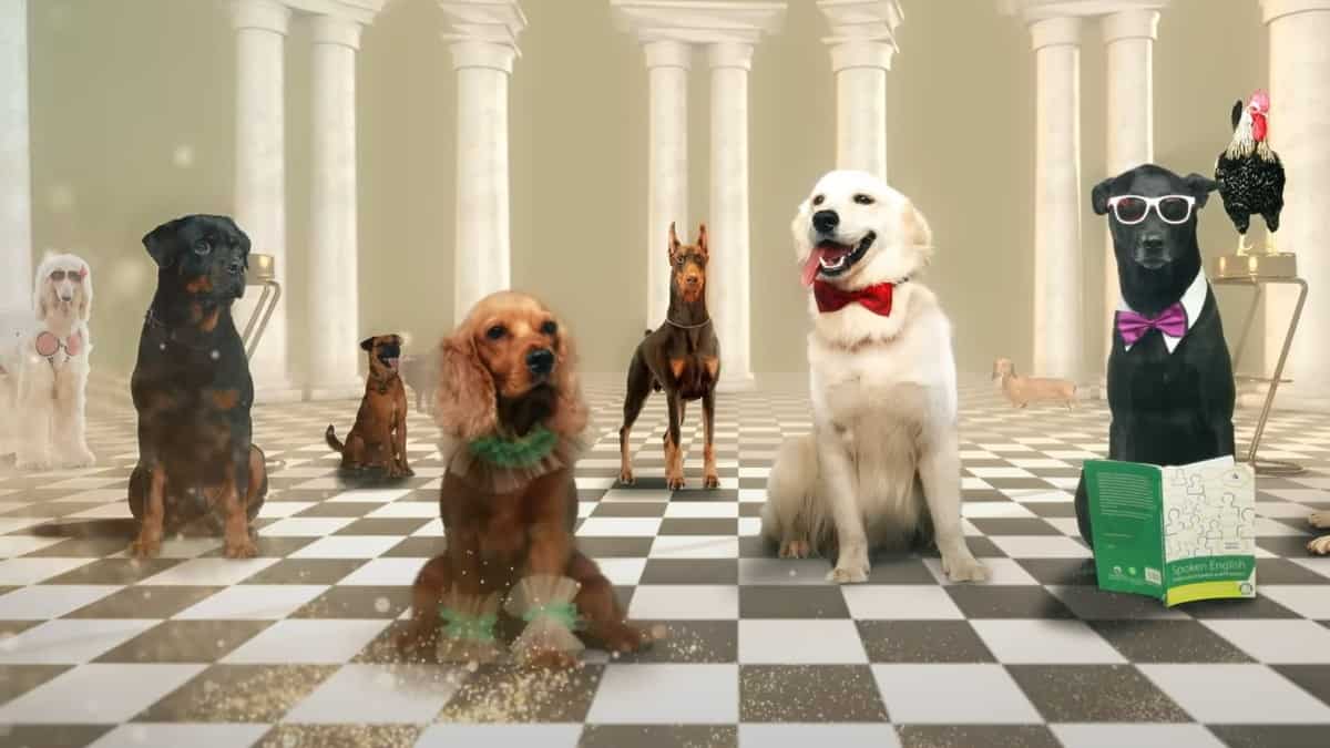 Valatty director Devan: 'If people don't throw a stone at a dog after ...