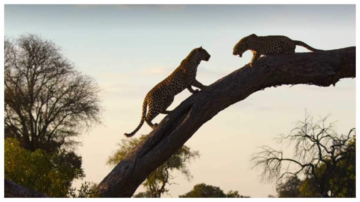 Living with Leopards review: This nature documentary stunningly ...