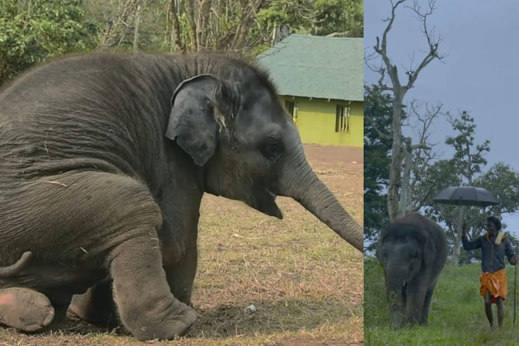 The Elephant Whisperers trailer: Witness the incredible true story of ...