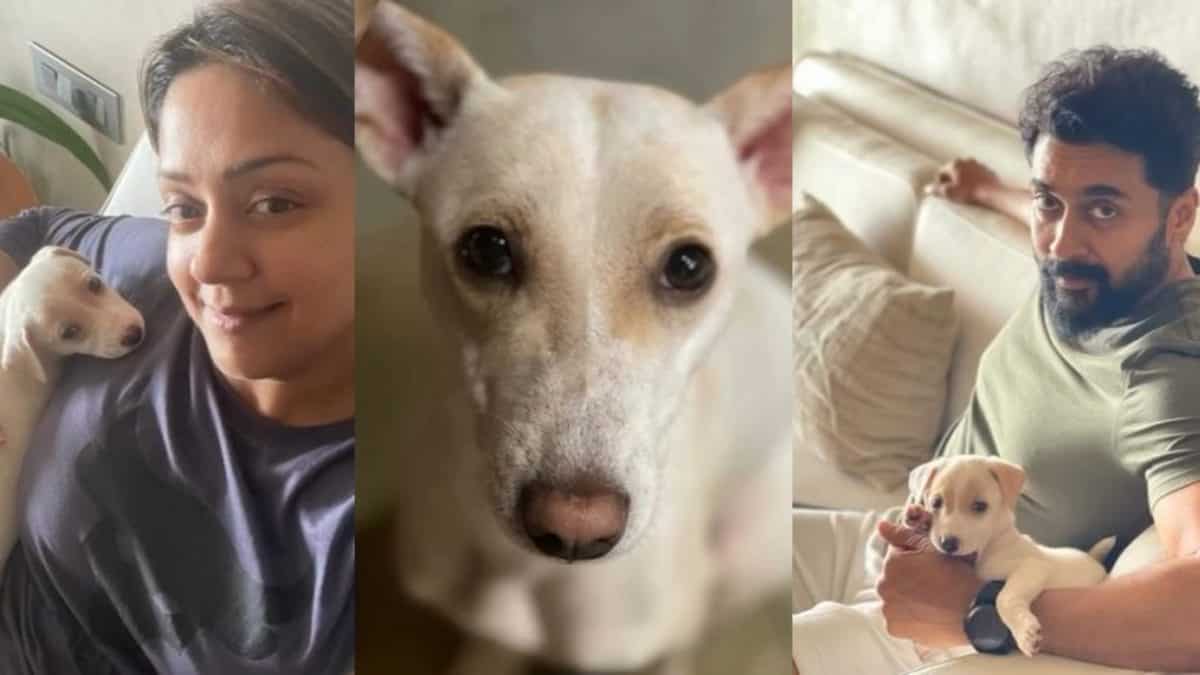 Jyothika, Suriya celebrate one year with street dog Kobe, defying ...