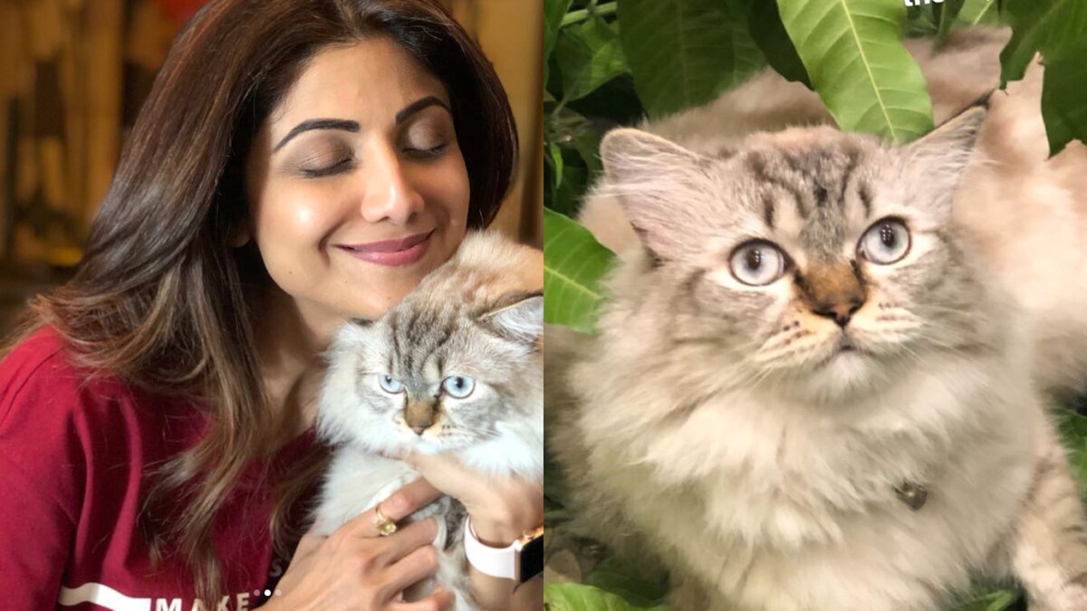 International Cats Day: Check out these Bollywood celebrities and their ...