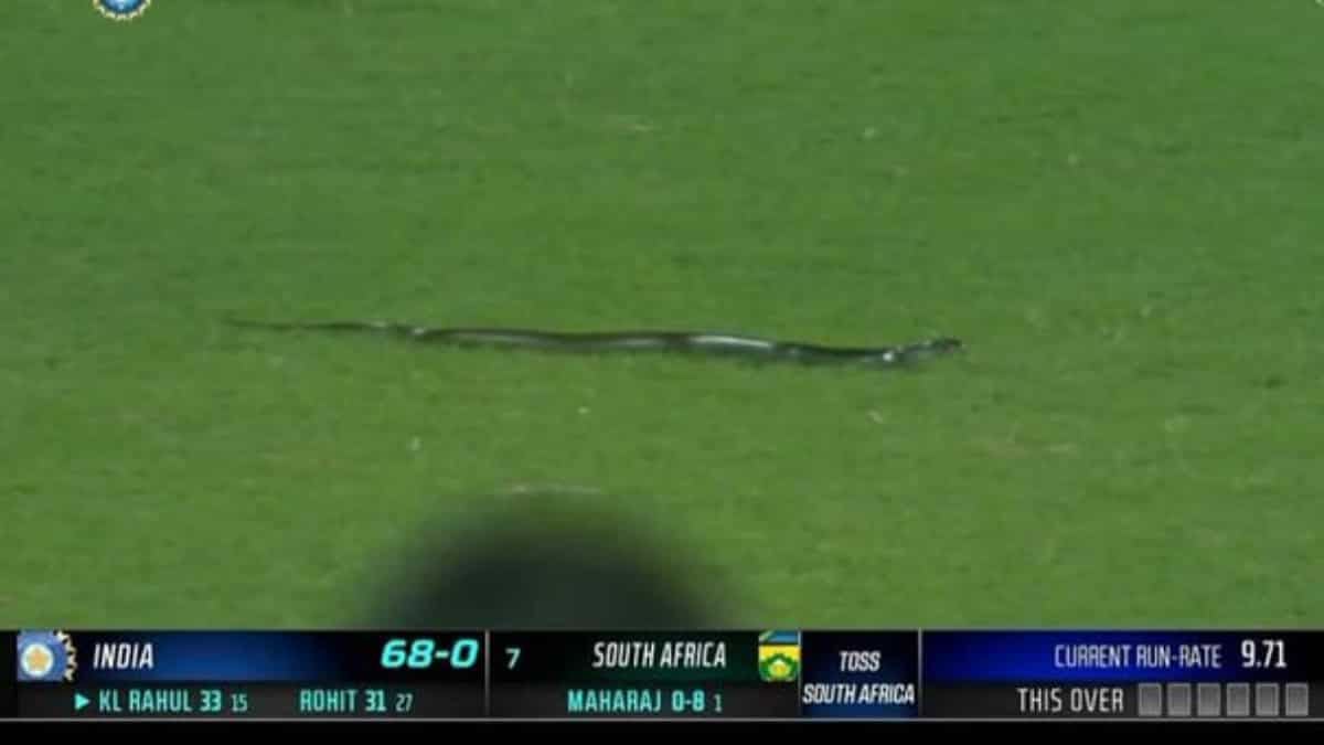 IND vs SA: It's a bird, it's a dog, no its a SNAKE at Guwahati stadium ...